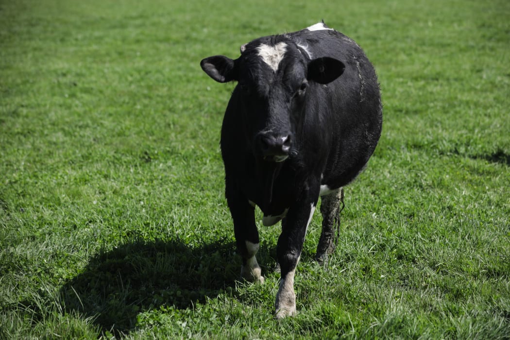 Third farm infected with cattle disease M-Bovis | RNZ