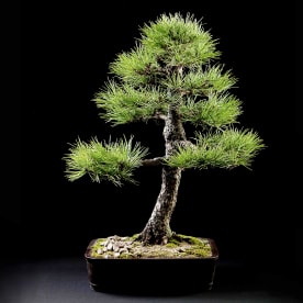 How the art of bonsai made this YouTuber famous | RNZ