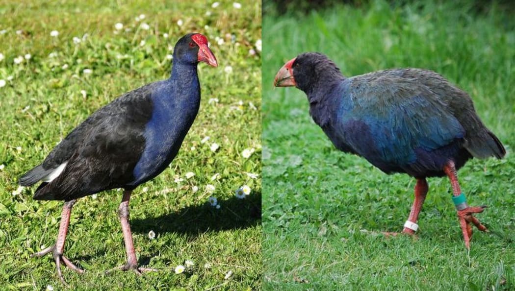 Four takahē shot in pūkeko cull | RNZ News