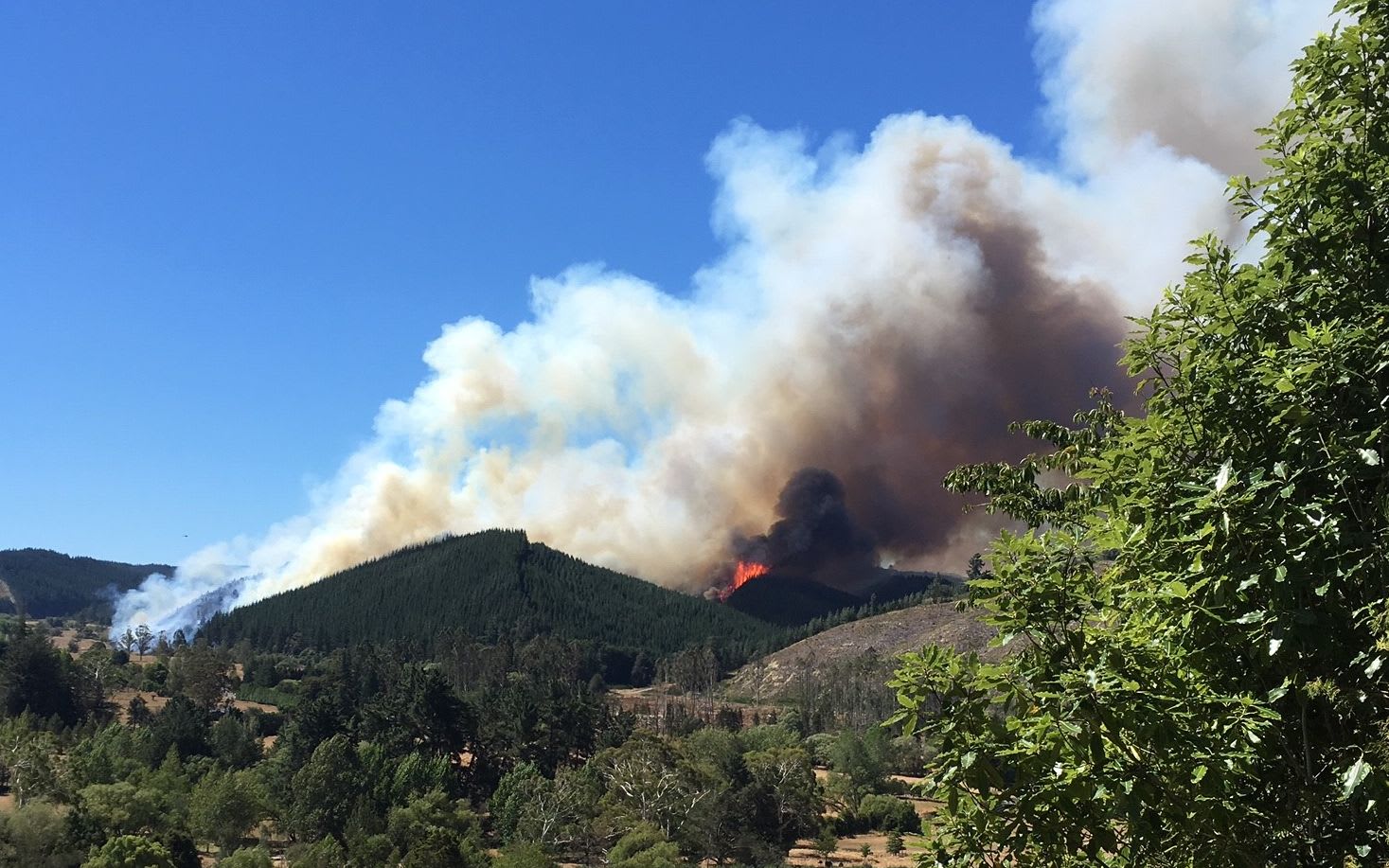 Fire ravages Pigeon Valley near Nelson | A Gallery from News | RNZ