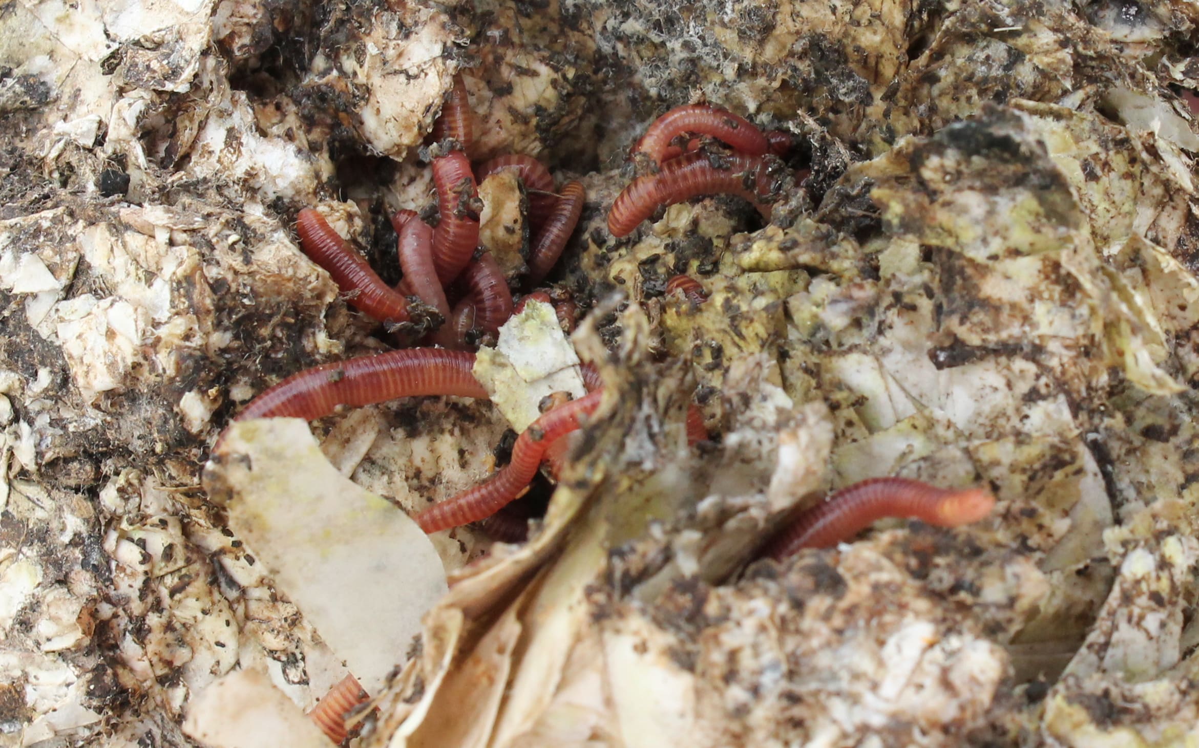 Plenty of wriggle room for world's largest worm farm | RNZ