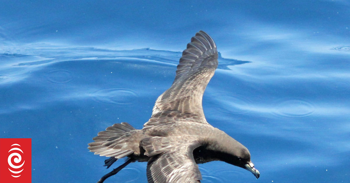Critter of the Week: Taiko/black petrel | RNZ