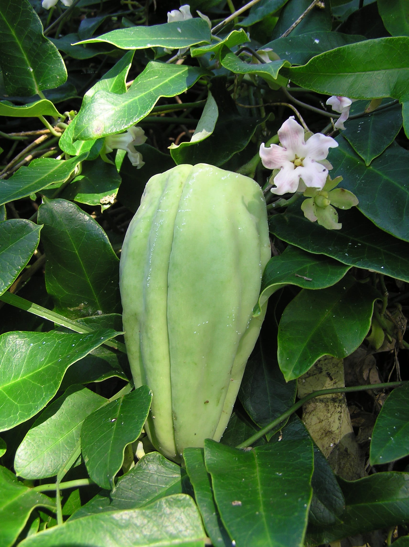 Weeds to watch out for in your neighbourhood | RNZ