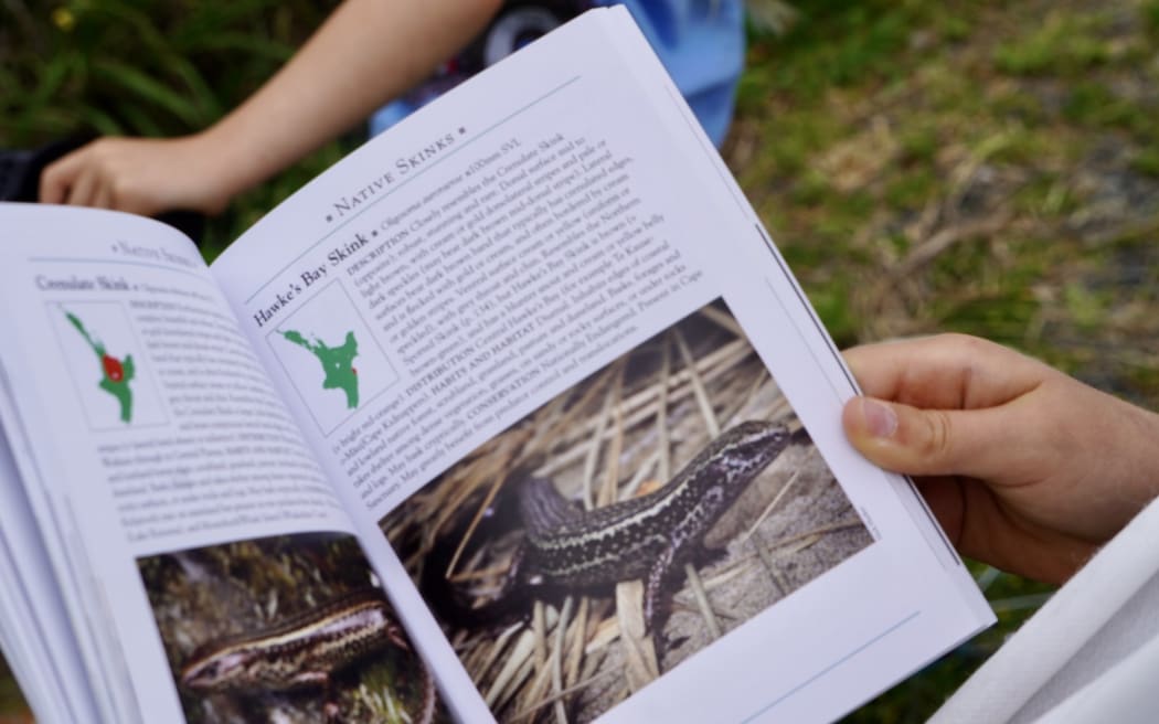 Rare native skink colony discovered by nine-year-old | RNZ News