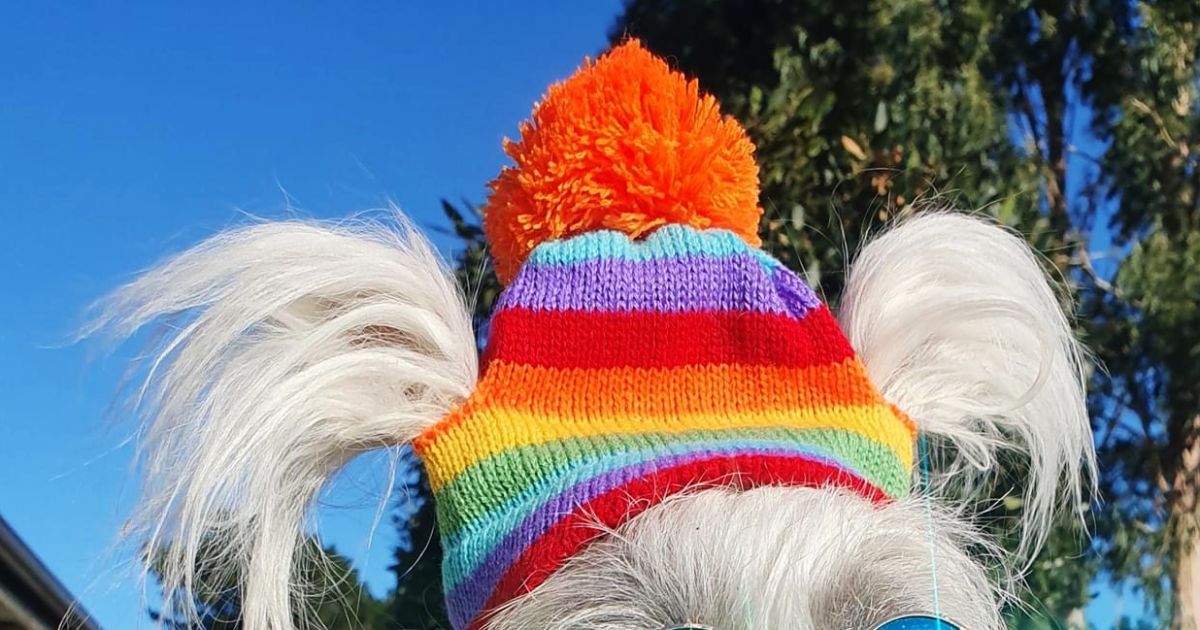 Dogs to hit the runway in first-ever canine fashion show in ...