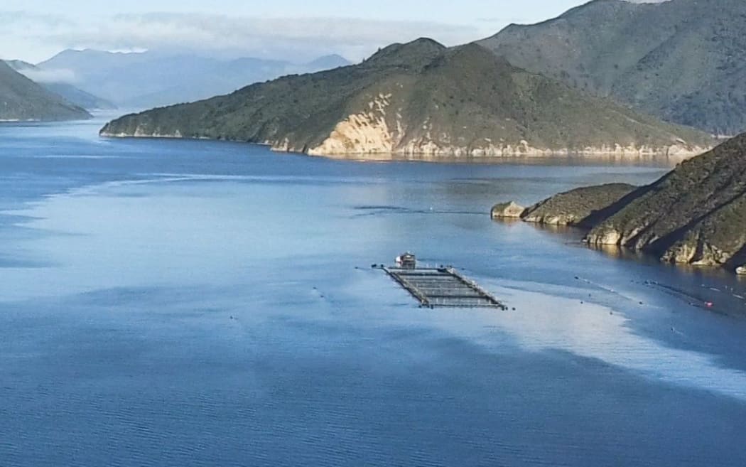 NZ King Salmon to close farms due to rising sea temperatures | RNZ News