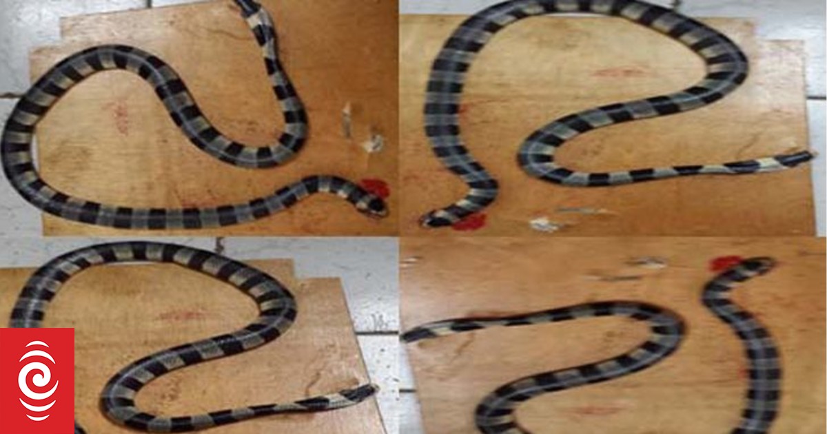 Possible snake found outside Tonga parliament | RNZ News