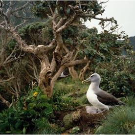 Andris Apse: photography and mystery | RNZ