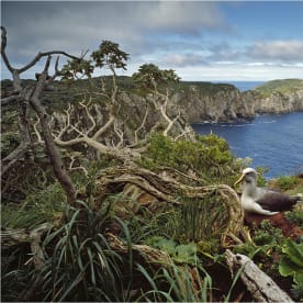 Andris Apse: photography and mystery | RNZ