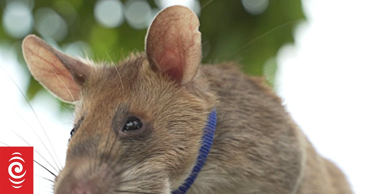 Magawa, the landmine-sniffing hero rat, dies aged eight | RNZ News