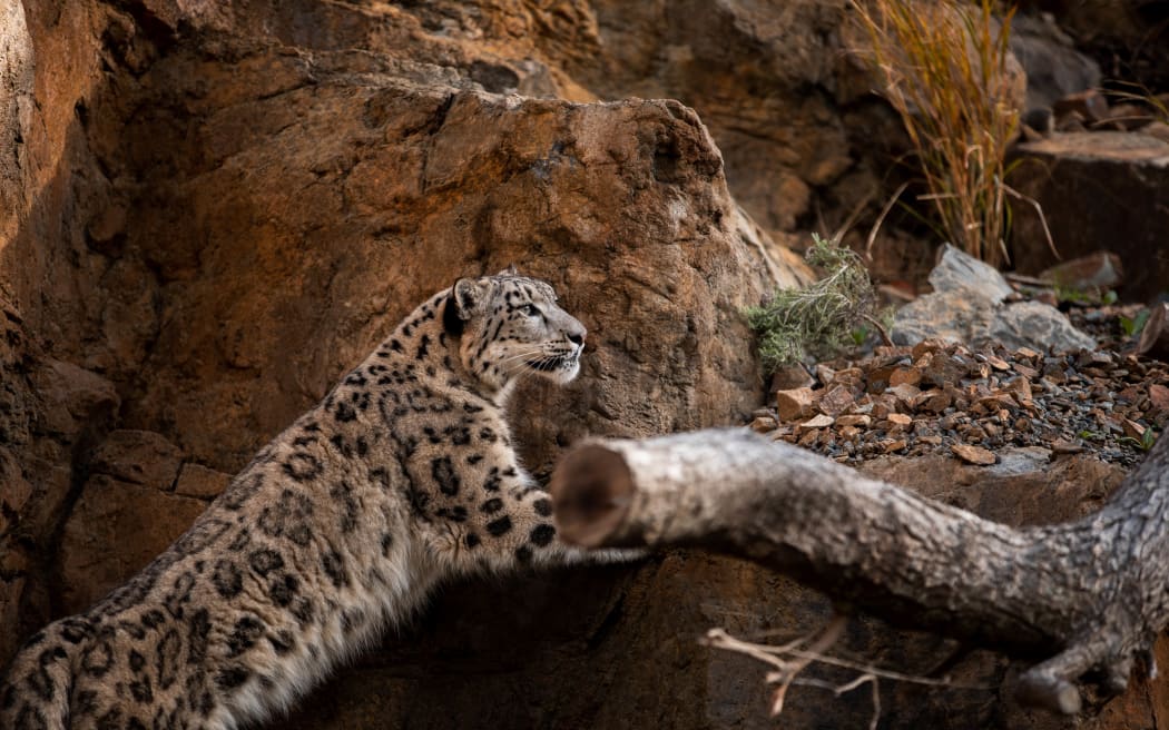'Feisty' and 'incredibly relaxed': Wellington Zoo welcomes two snow leopards | RNZ News