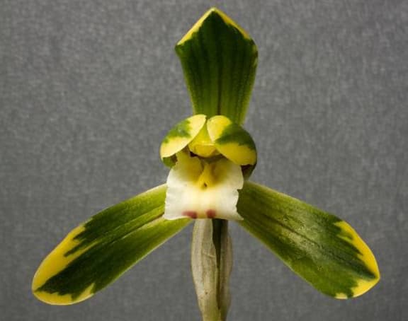Exotic Orchids | A Gallery from The Weekend | RNZ National