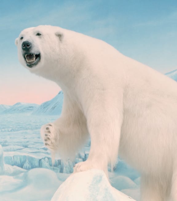 Michael Hall | A Gallery from Standing Room Only | RNZ National