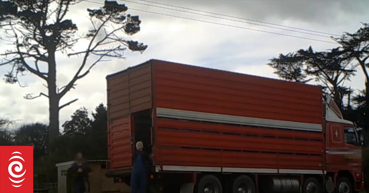 Dairy NZ responds to new video of bobby calf treatment | RNZ