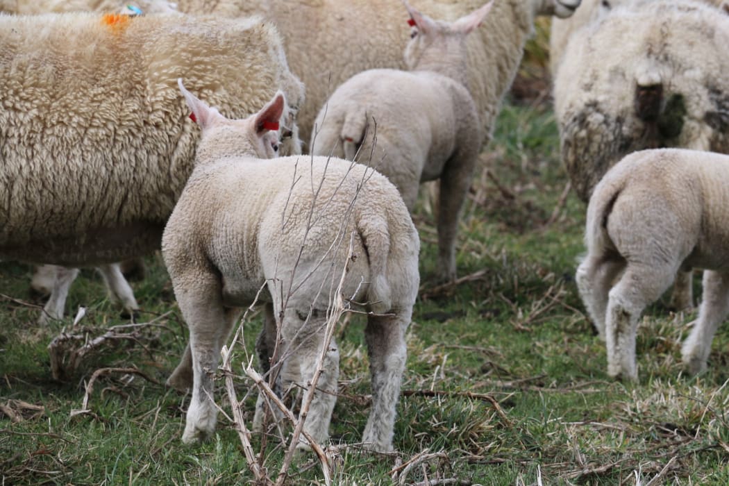 Double-muscled sheep breed offers meaty gains | RNZ