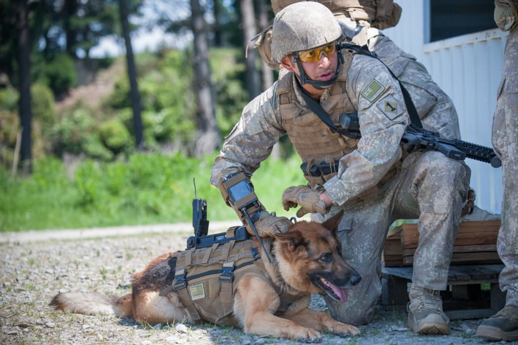 Weapons or soldiers? Do animals deserve protection in war? | RNZ