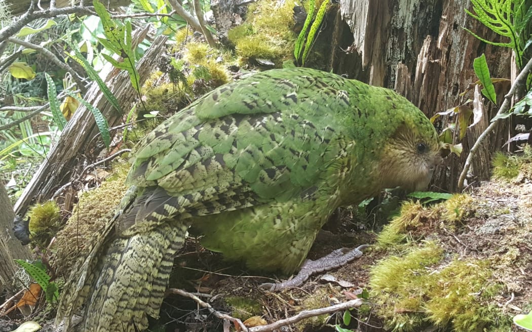 What scientists just discovered about NZ’s critically-endangered kākāpō ...