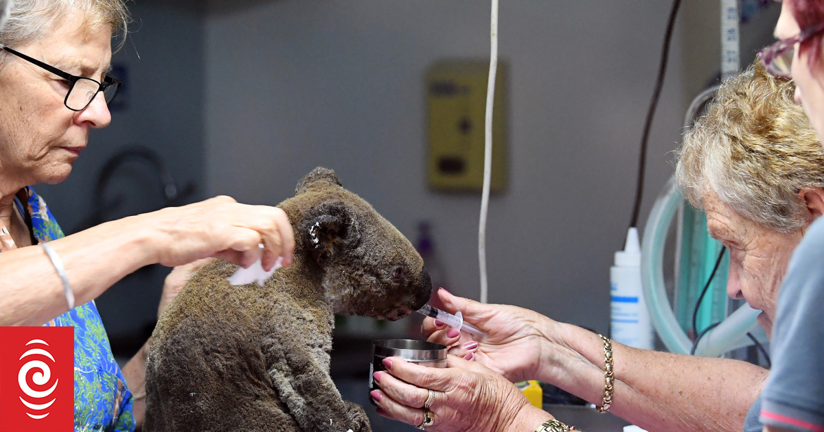 Toni Doherty on rescuing a burning koala from bushfires | RNZ