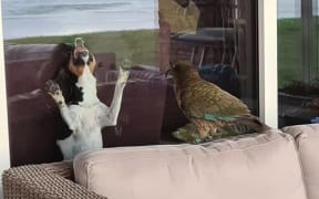 Rising kea deaths in Southern Alps at centre of research | RNZ News